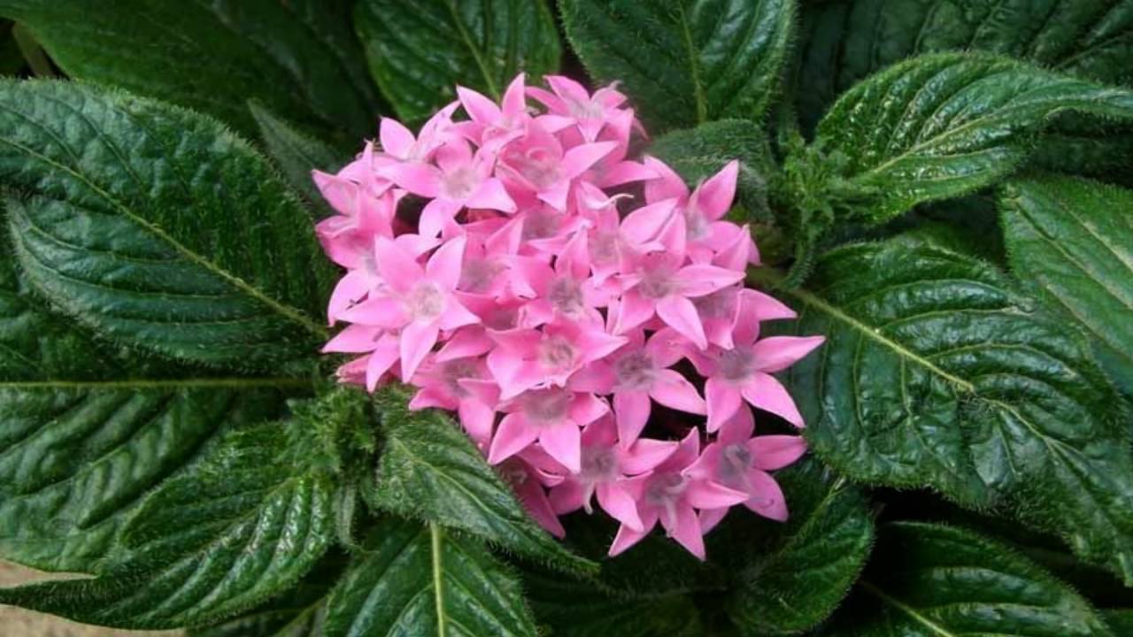 Pentas flowers (HD1080p) - YouTube