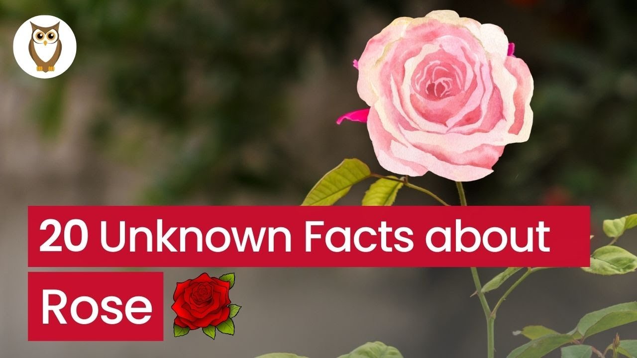 20 Unknown Facts About ROSE You Didn't Know ! ( Rosa Rubiginosa ) - YouTube
