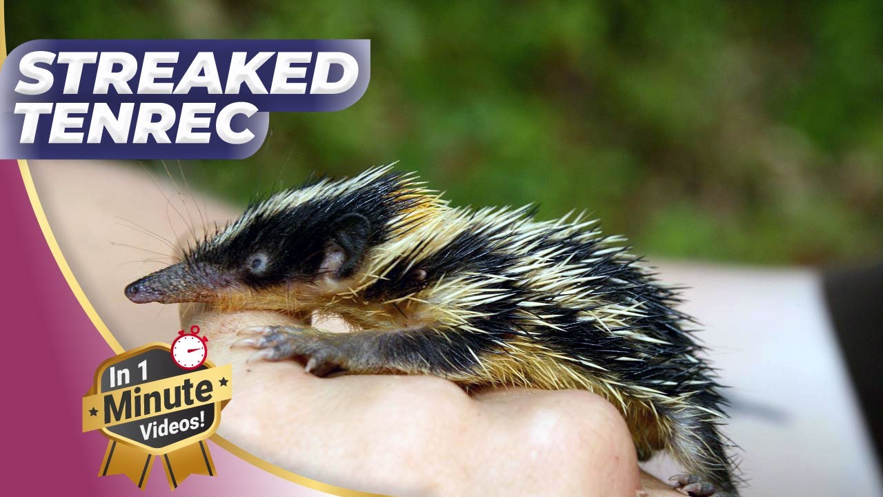 Streaked Tenrec Pet - 🦔 Rarest Animal Species In The Wild! - YouTube