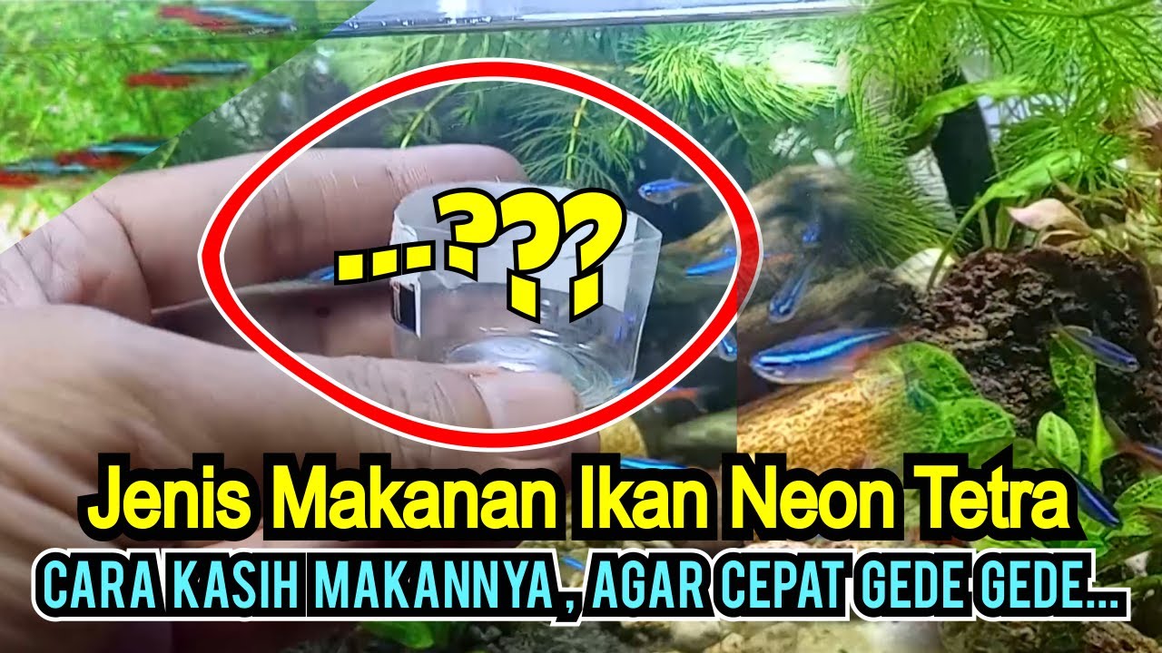 Tips Kasih Makan Ikan Neon Tetra Supaya Cepat Besar Jenis Makanan Ikan ...