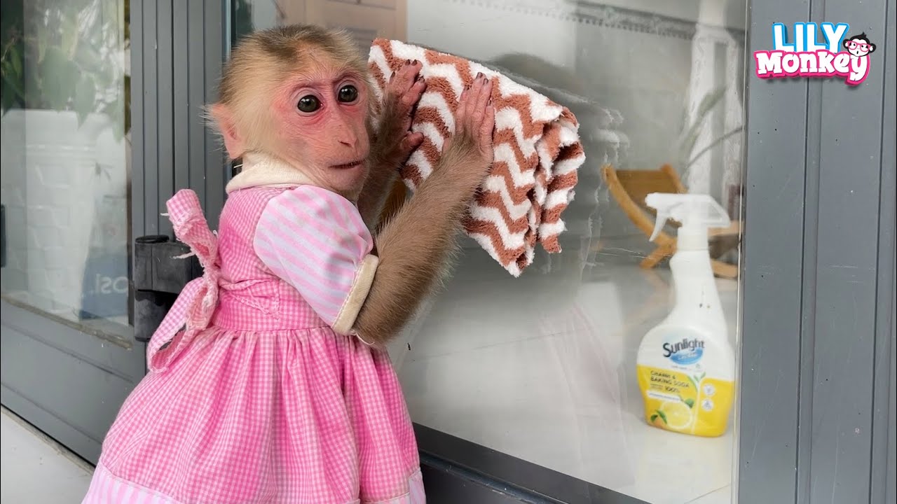 Monkey Lily obediently helps dad clean the house and cook corn milk ...