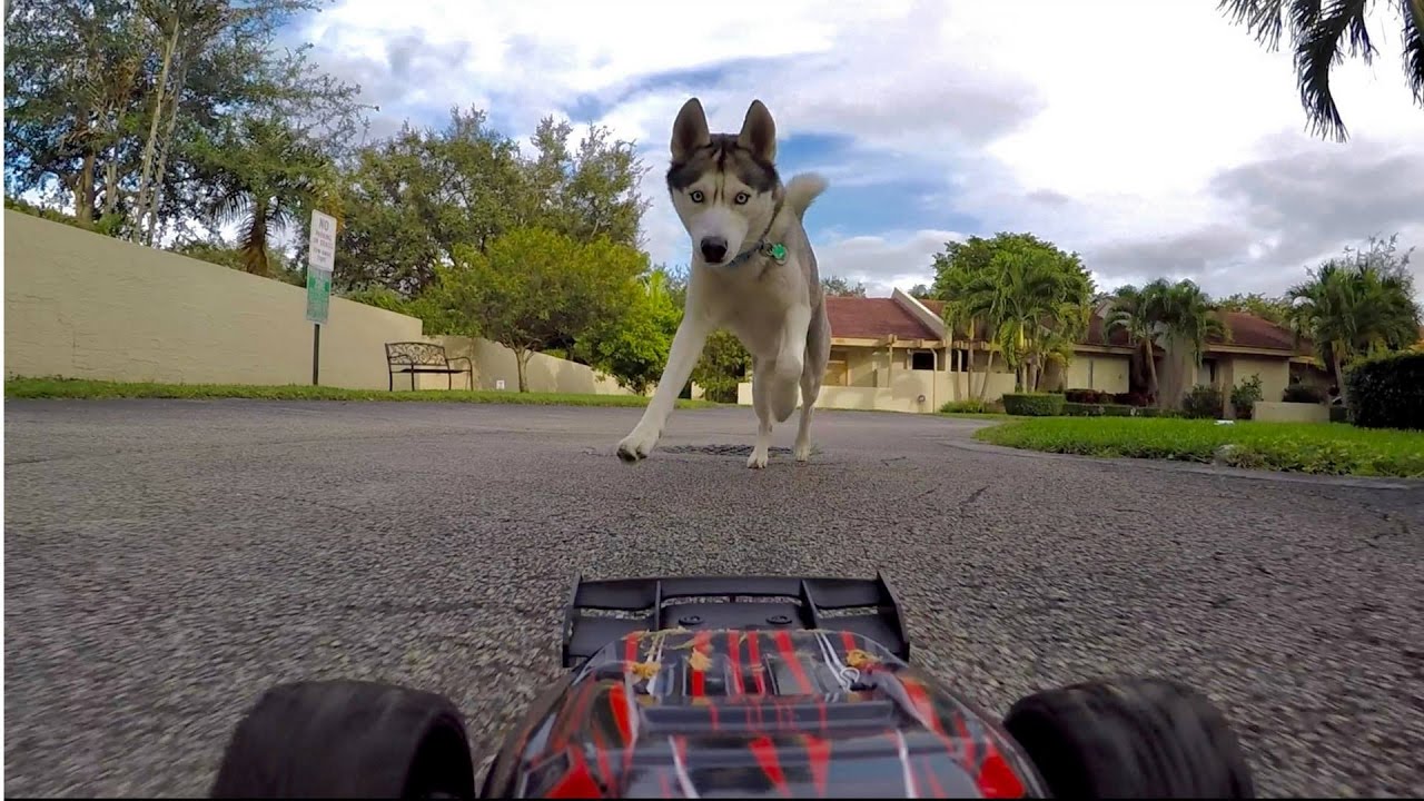 GOHAN THE HUSKY vs RC CAR! - YouTube