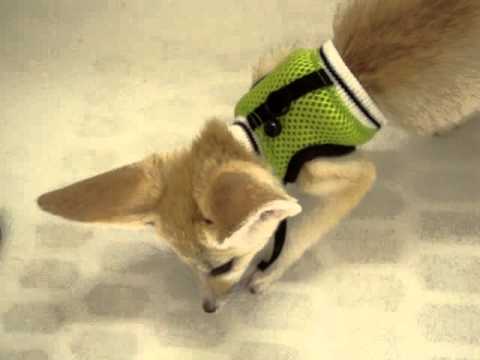 Lily the fennec fox and her harness for the first time - YouTube