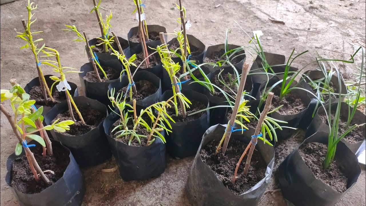 BUNGA PUKUL SEMBILAN, MEMBUAT BONSAI BUNGA MENANAM MEMPERBANYAK TANAMAN ...