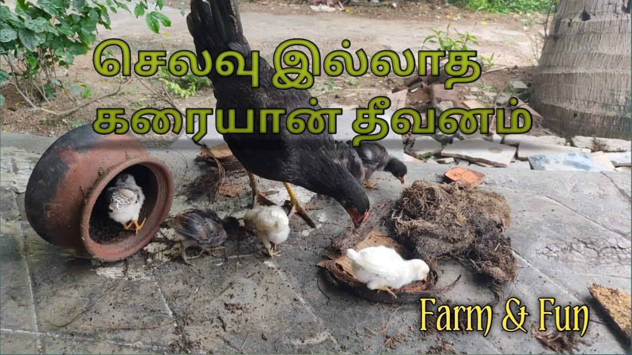 Karaiyan thivanam in tamil, கரையான் உற்பத்தி - YouTube