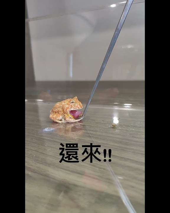 草莓角蛙吃飼料 磨嘴餵食示範教學 Shorts 角蛙 寵物 萌寵 水族 Youtube