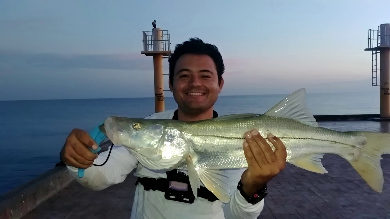 Consejos y Tips para la pesca del Robalo (tips for snook fishing) - YouTube