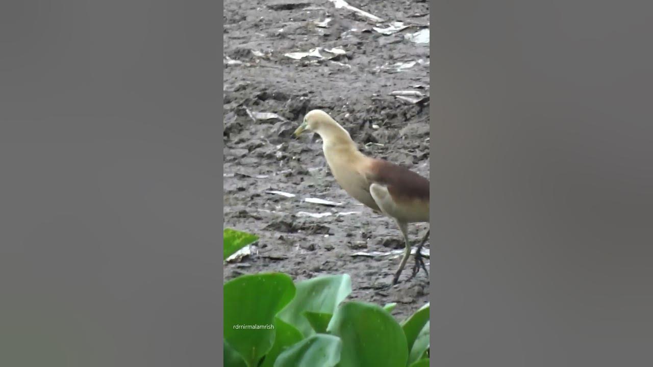 Beautiful Heron Bird #birds #birdslover #love #heron #herons #beautiful #beauty #look #watch # ...