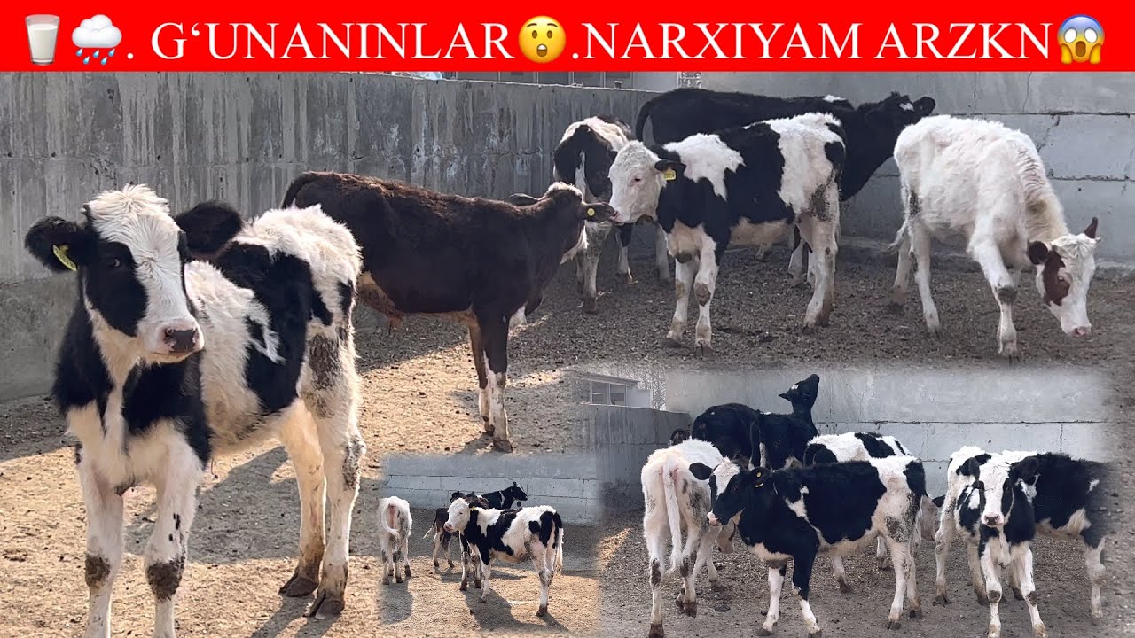 KOTTA.🥛. SUTLI SIGIRNI. B. 😲. PULIYAN. ARZON🔥🏃94-558-30-99 - YouTube
