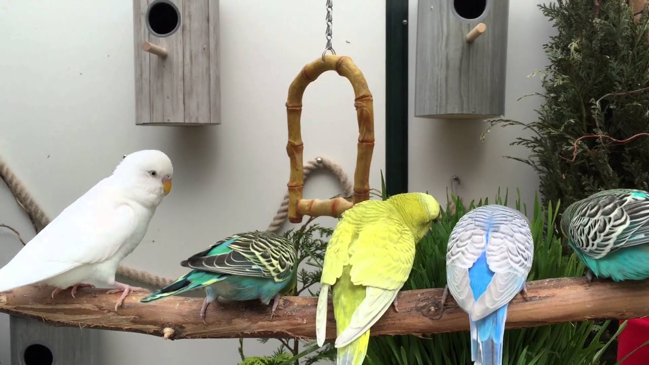 Budgies eating wheatgrass - Grasparkieten aan het tarwegras - YouTube