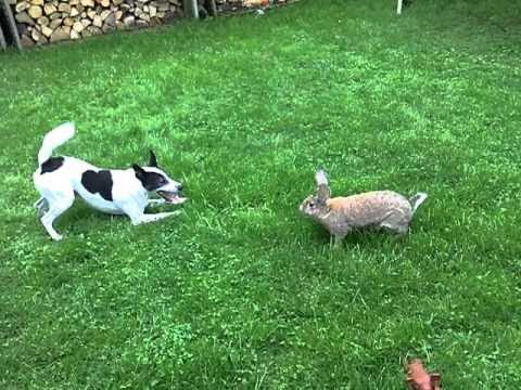 dog vs rabbit fight - YouTube