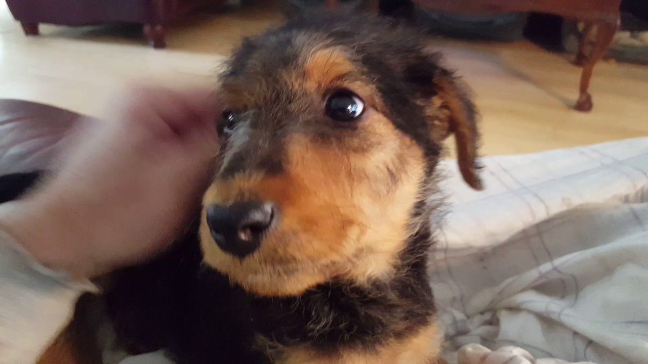 Airedale Terrier Puppies for Sale Video - S & S Family Airedales ...