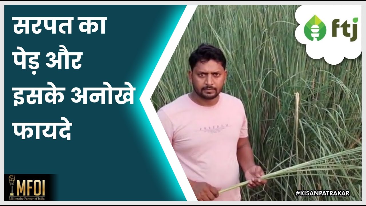 Sarpat Farming: सरपत का पेड़ कहां पाया जाता है, कैसे करते हैं इसकी खेती | Dharmendra Kumar ...