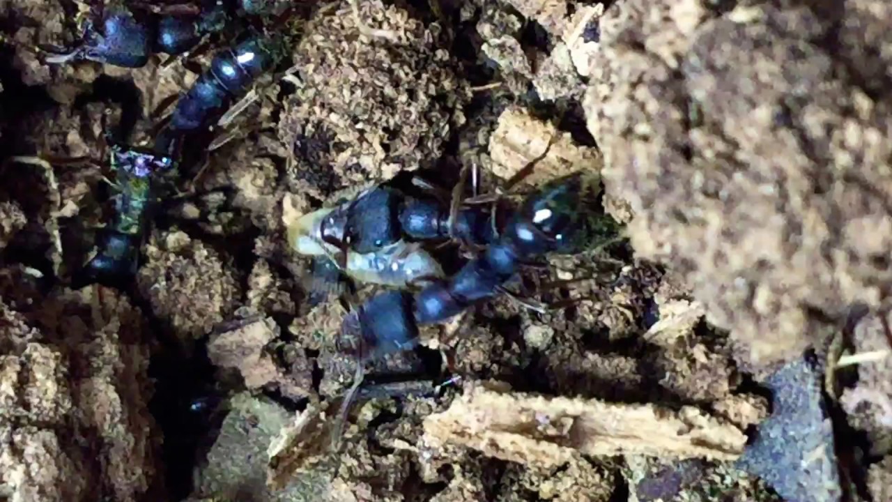 Dracula ants - YouTube