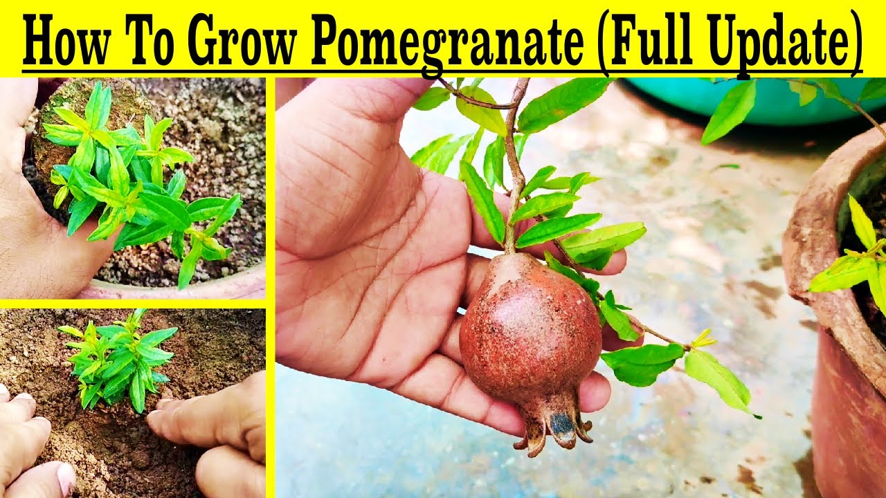 How to Grow Pomegranate from Fresh Seeds: Step-by-Step Guide || From ...
