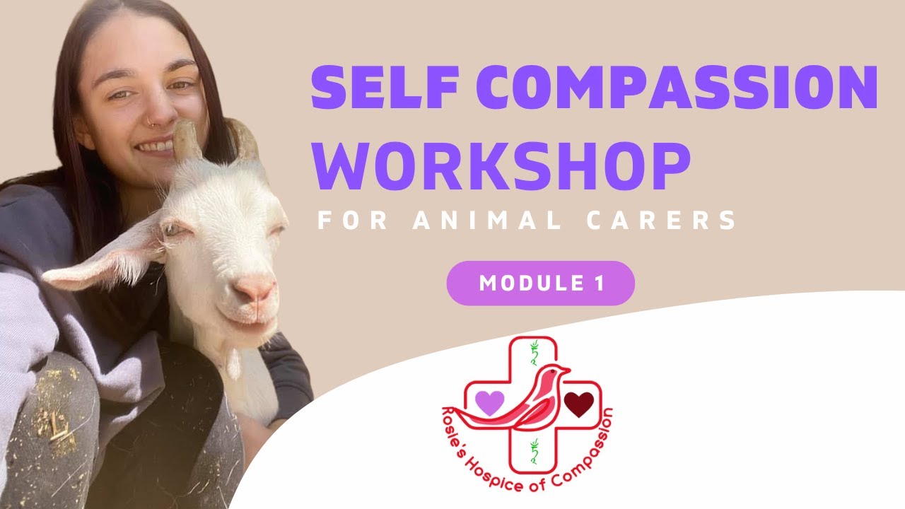 Self Compassion Workshop for Animal Carers & Activists Module 1 SD 480p - YouTube