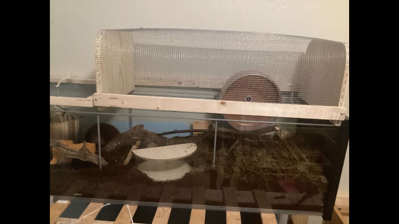 Attempting to make a Bioactive mouse enclosure - YouTube