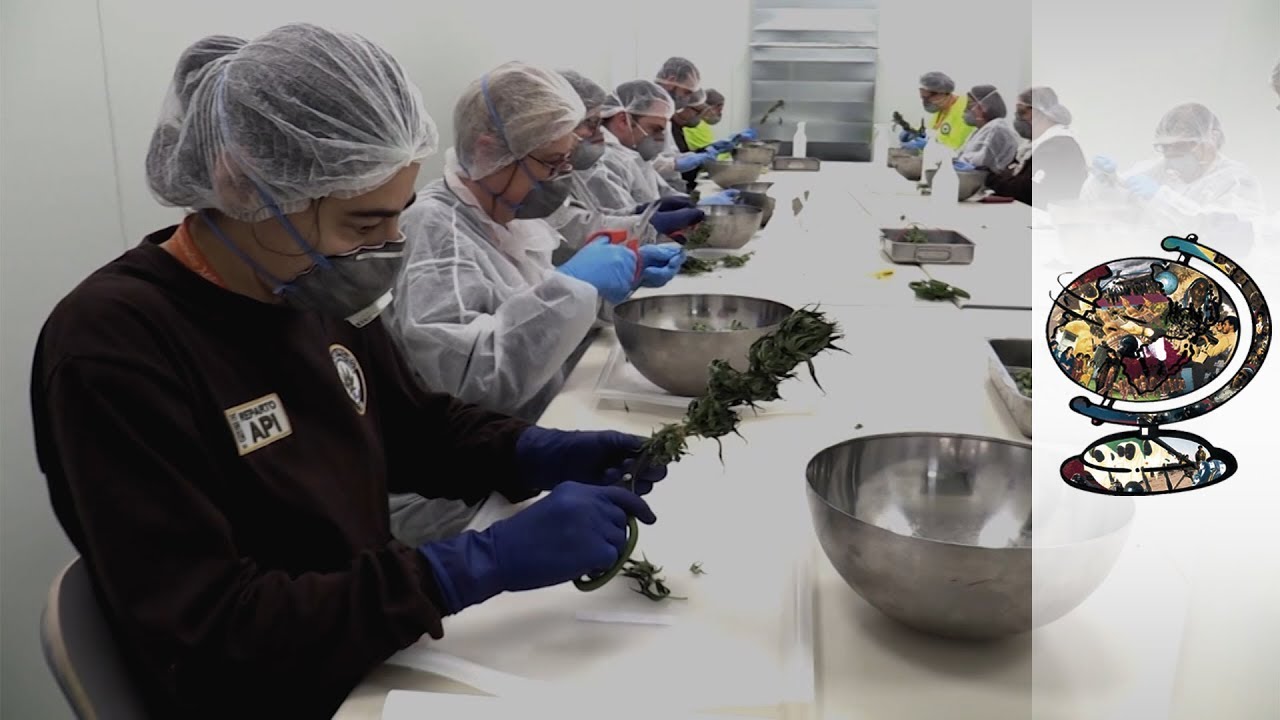 Inside The Italian Army's Marijuana Factory - YouTube