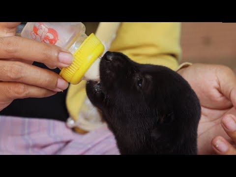 Use Bottle Breastfeeding 2 Puppies By Women So Cute In village At Rural Area
