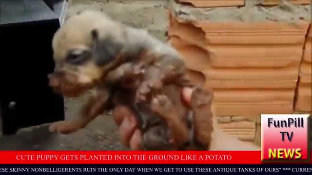 Funny Vines 2016 - Funpill90 News Dogs getting rescued IN REVERSE ...