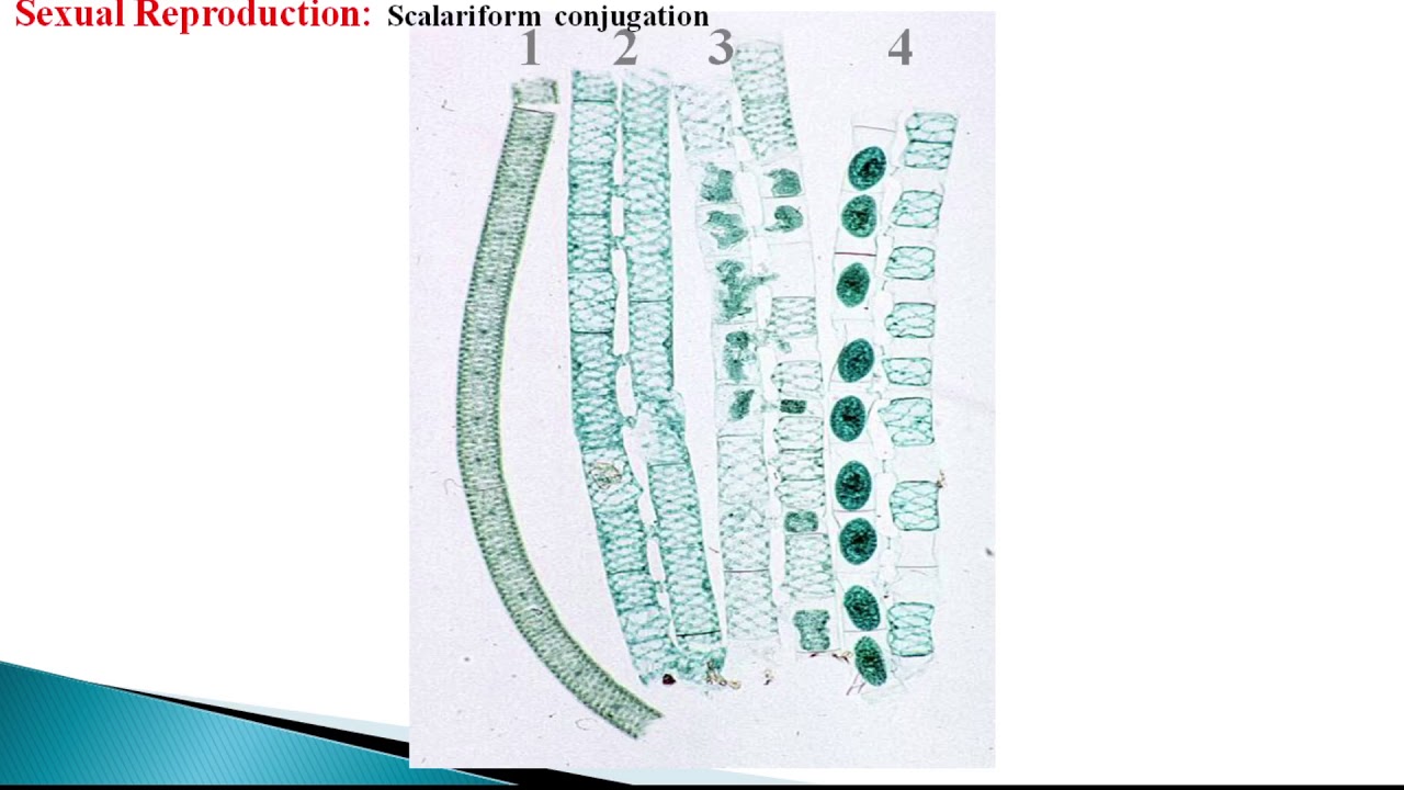 Scalariform Conjugation in Spirogyra - YouTube