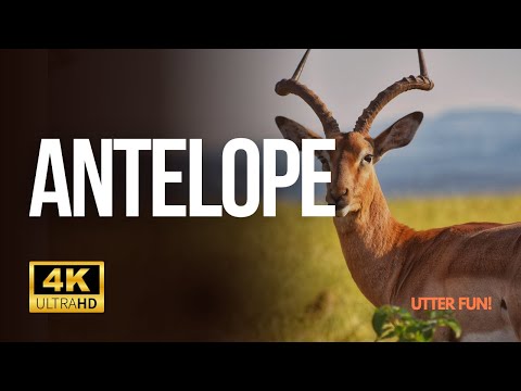 Majestic 4K Antelope in the Wild 🦌 | Soothing Nature Sounds & Relaxing Music