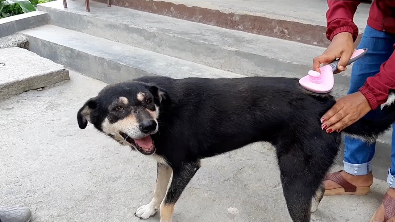 Stray Dog Got Happy To Get Brush💦/ Happy Faces Of Stray Dogs💕/ Lovely ...