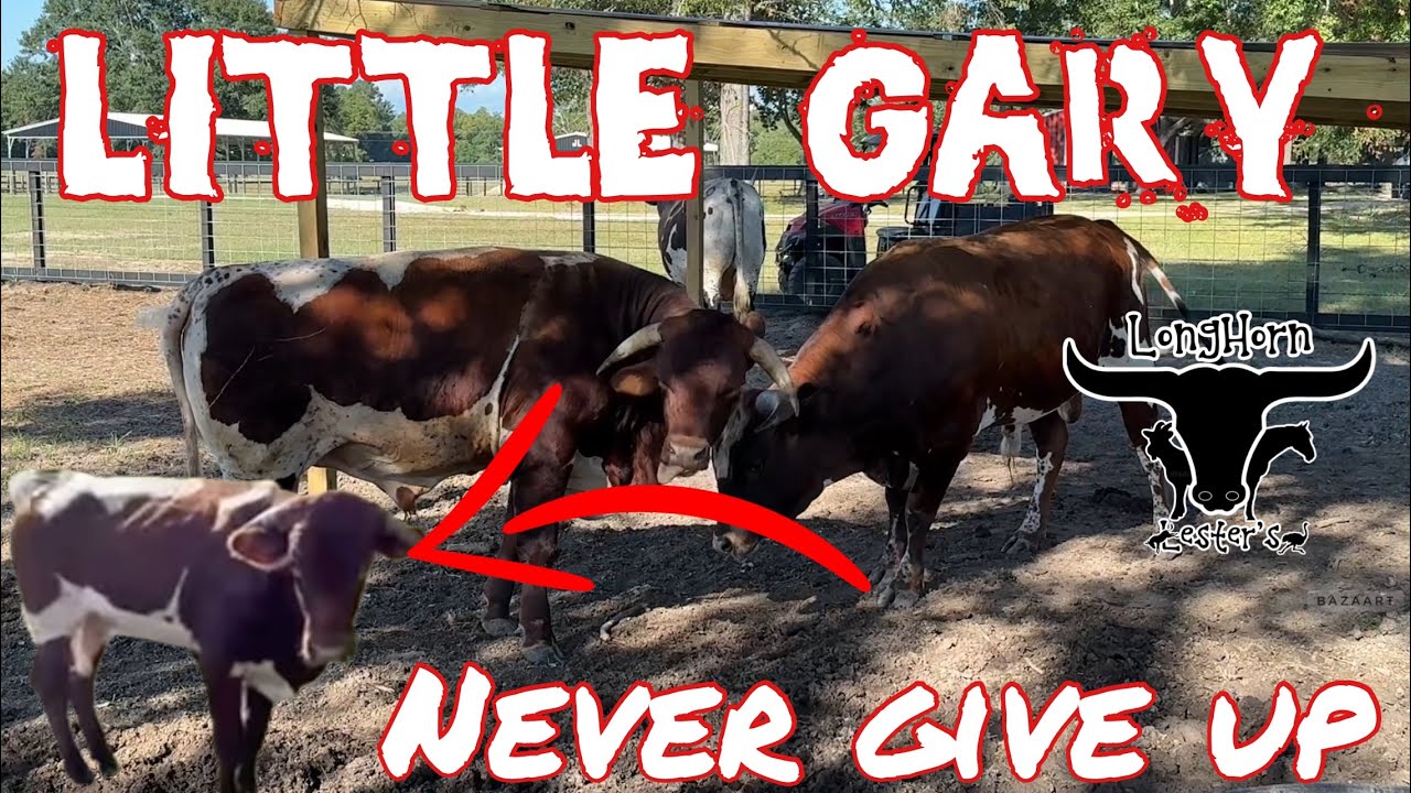 Little Gary: Rescue Bull! The back-story - YouTube