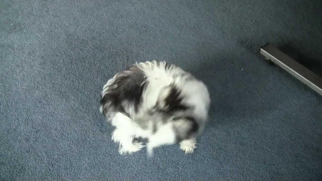 Brainless dog chases tail - YouTube