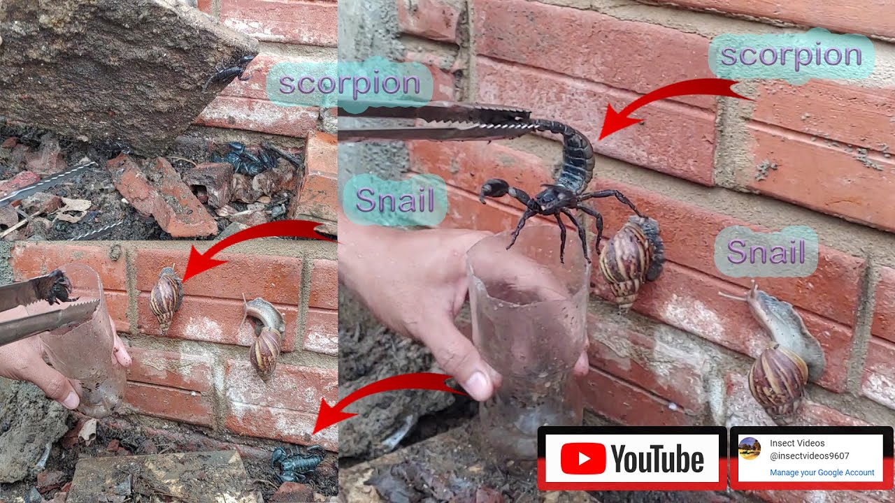 Find Scorpion ,Snail /ខ្យាដំរី ,ខ្យង ក្បែរផ្ទះ - YouTube