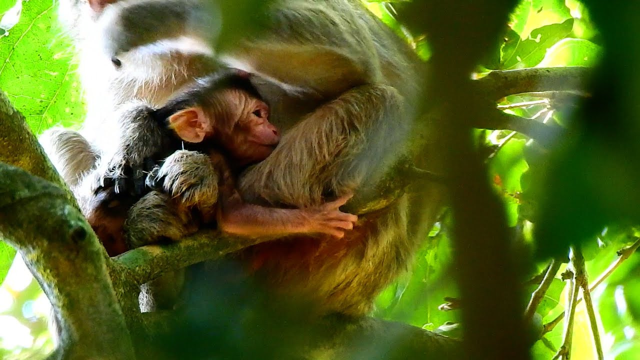 New Born BB of Alexander troop Congratz - YouTube