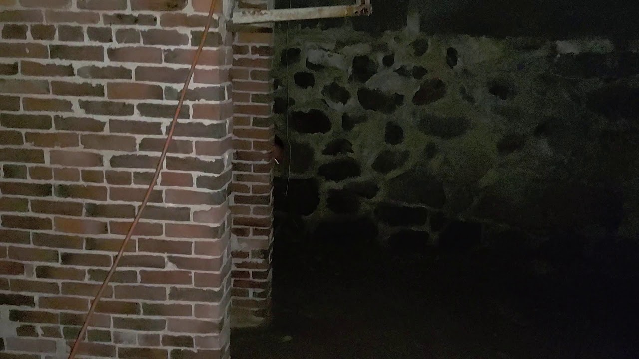 Pet Russian in basement - YouTube