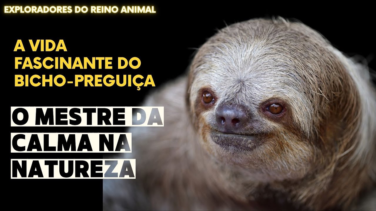 Bicho-Preguiça - O Mestre da Calma na Natureza - YouTube