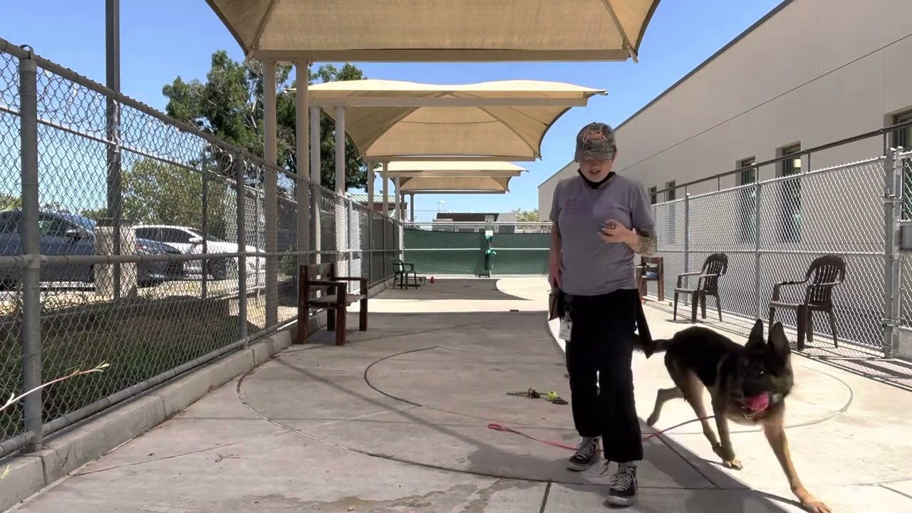 Benji 2 fetch 7/8 - YouTube