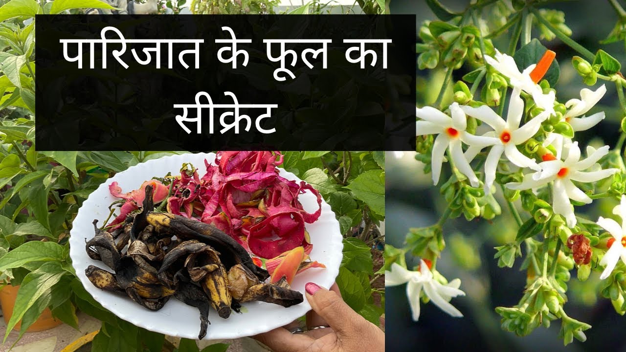 इन चीजों से आएँगे पारिजात पर भरकर फूल 🌸।। पारिजात के पौधे की पूरी ...
