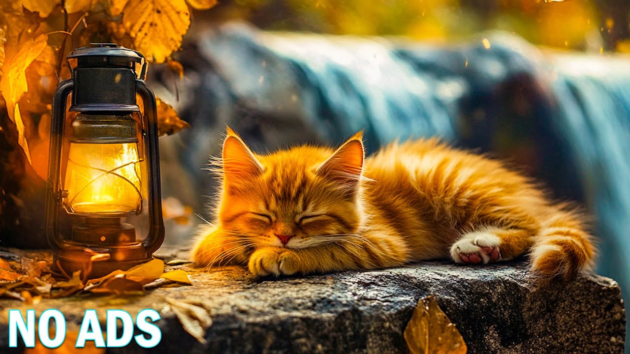 Cat Nap Music🐾Soft Tunes to Calm Your Cat🐱Ideal for Rest and Relaxation ...
