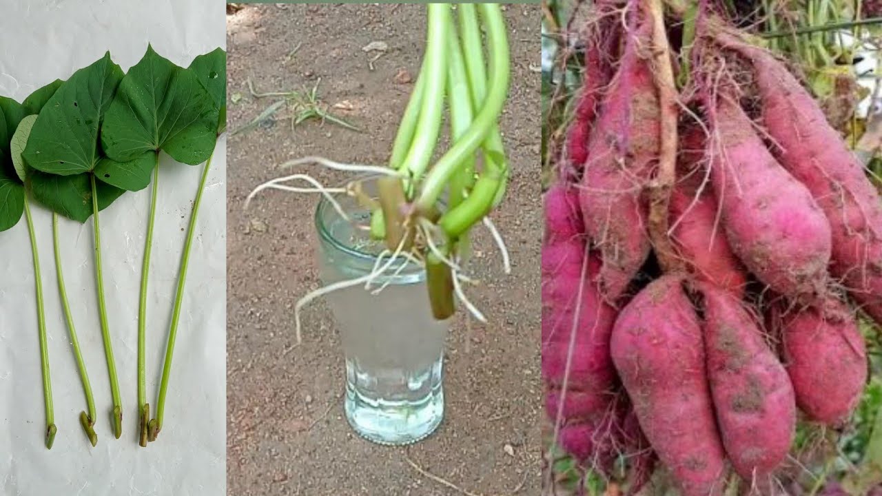 How to Propagate sweet potatoes from leaves,grow sweet potatoes of home ...