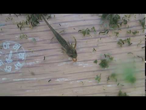 Lissotriton italicus eating blackworm.