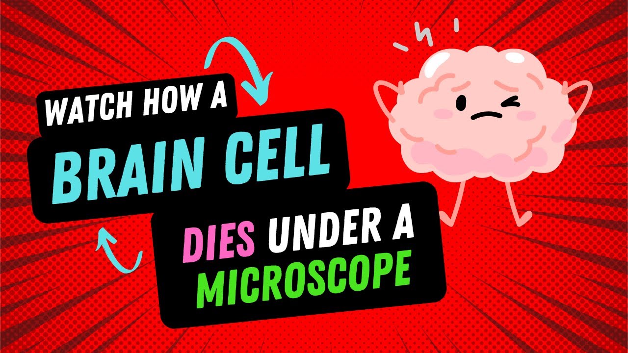 Brain Cell Death under the Microscope #science #biology - YouTube
