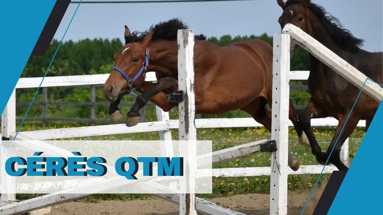 Cérès QTM | Young Warmblood Filly Showing Natural Jumping TalentCérès jumping - YouTube