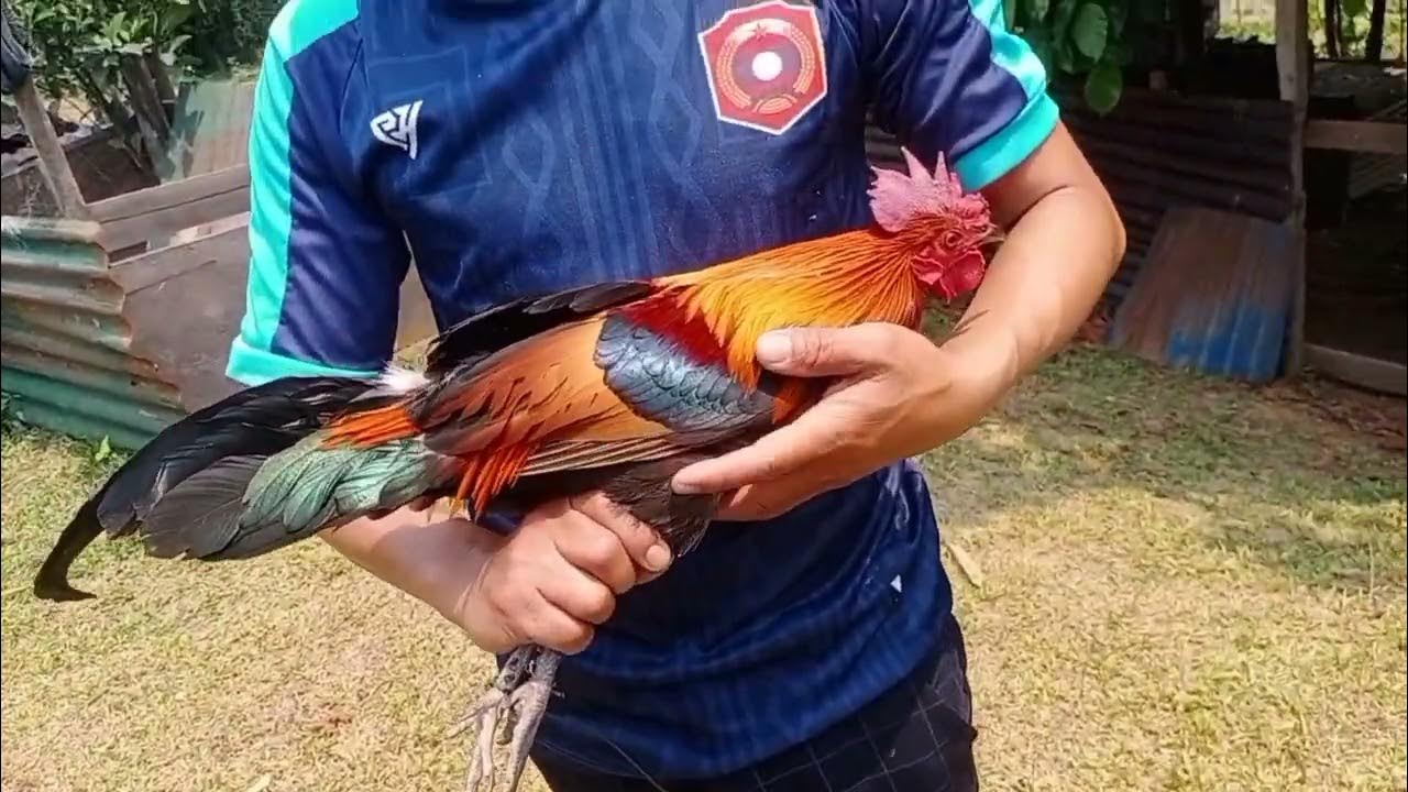 muab qaib dib Pau Qaib Qus 100% - YouTube