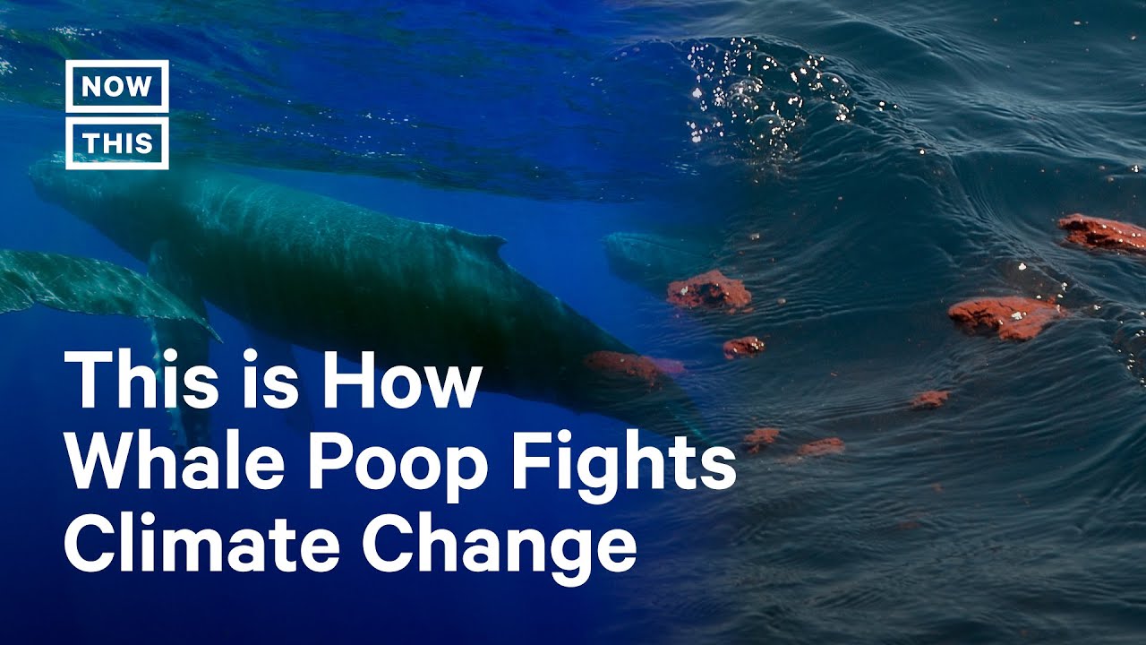 How Whales Help Fight Climate Change - YouTube