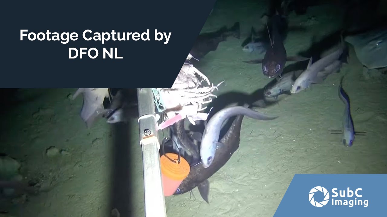 Footage Captured by DFO NL - YouTube