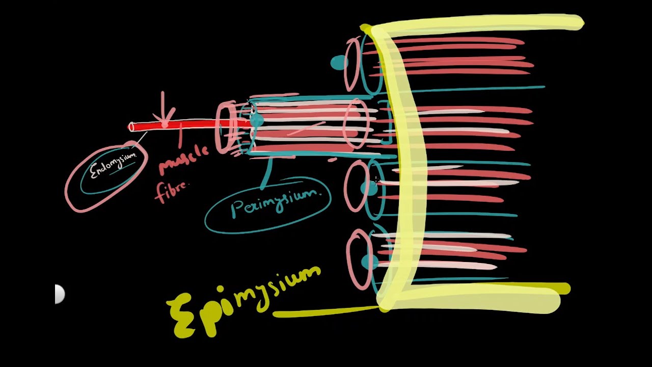 Easiest Explaination-Macroscopic Structure of Muscle Fibre Epimysium ...