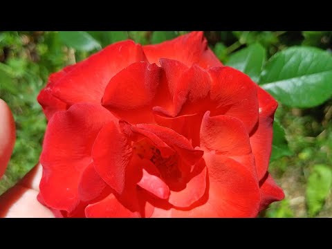 Gülümse Mutlu Ol kanalı canlı yayında Güzel sohbetti 