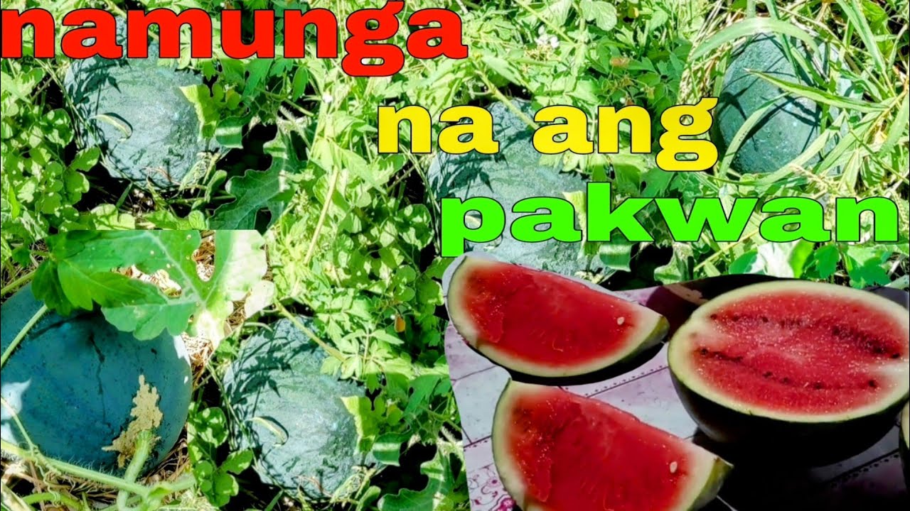 EP477- BUNGA NG AMING PAKWAN MALALAKI NA PERO KILANGAN PA NG ABUNO ...