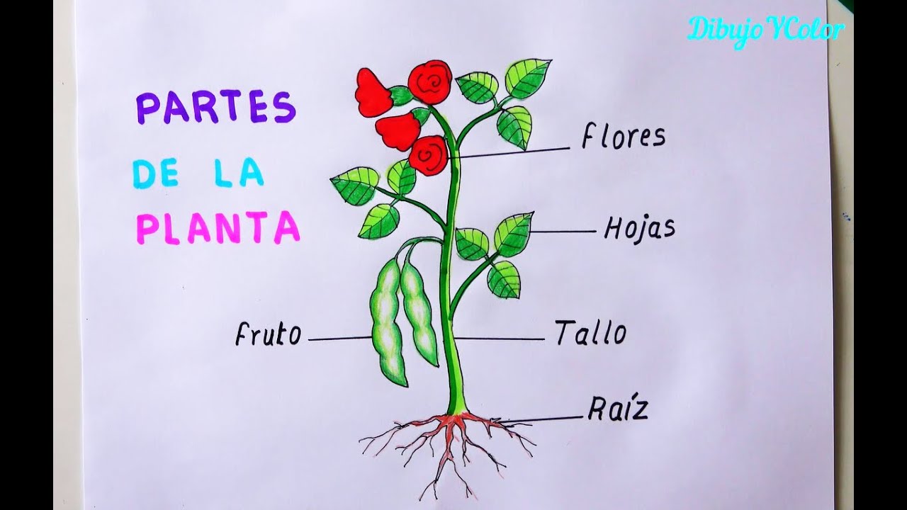 Como dibujar PARTES de la PLANTA paso a paso - YouTube