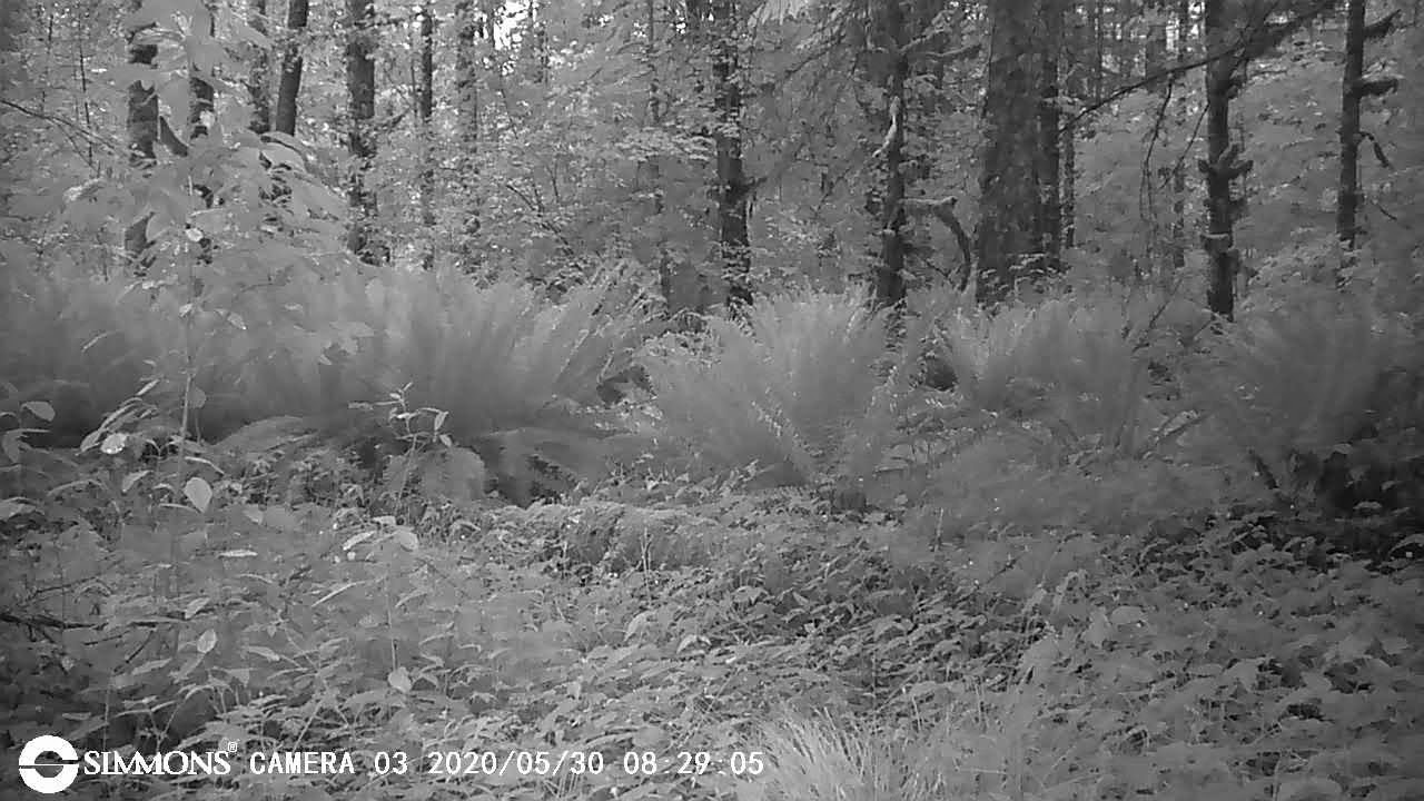 Deer in severe lightning storm 5 30 20 - YouTube