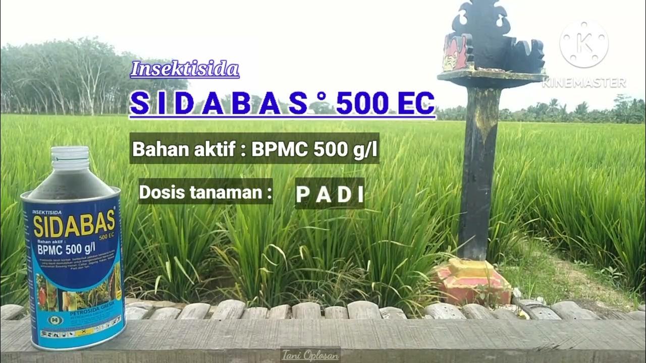 Insektisida SIDABAS 500 EC || Harga Dan Dosis Insektisida kontak BPMC - YouTube