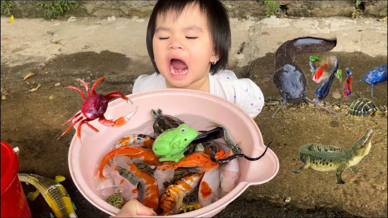Bắt cá cảnh dễ thương, con cá beta , cá coi , cá chép , rùa , ếch , cua ...